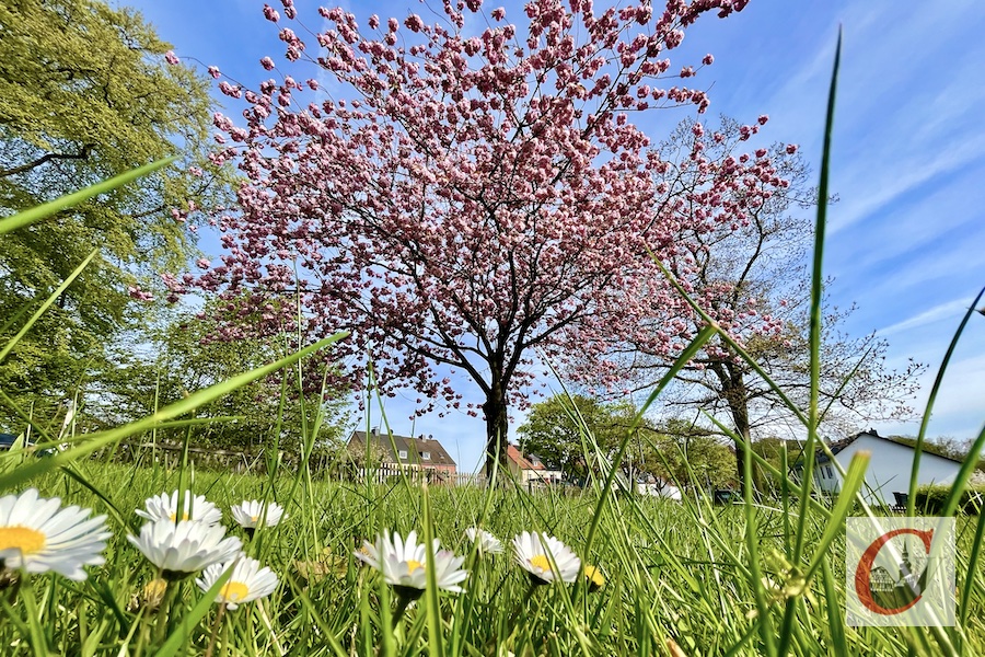 » Richtig „wonnig“: Der Mai treibt so gar nicht seltsame Blüten ...