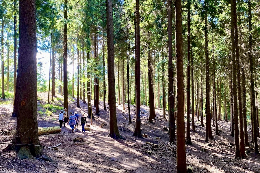 » Arboretum Burgholz: Zwei Reisen durch die „Wälder der Welt“ | Cronenberger Woche